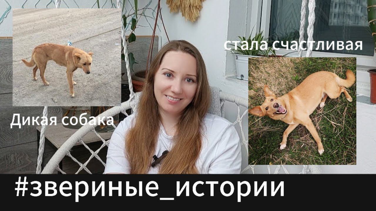 Как я превратила дикую уличную собаку в любимую диванную