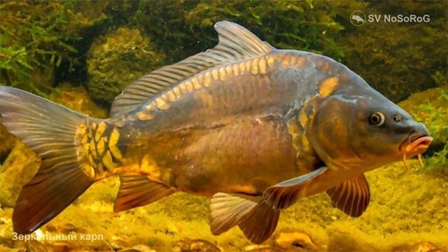 Какие основные искусственно выведенные разновидности Обыкновенного сазана — Cyprinus carpio carpio ?