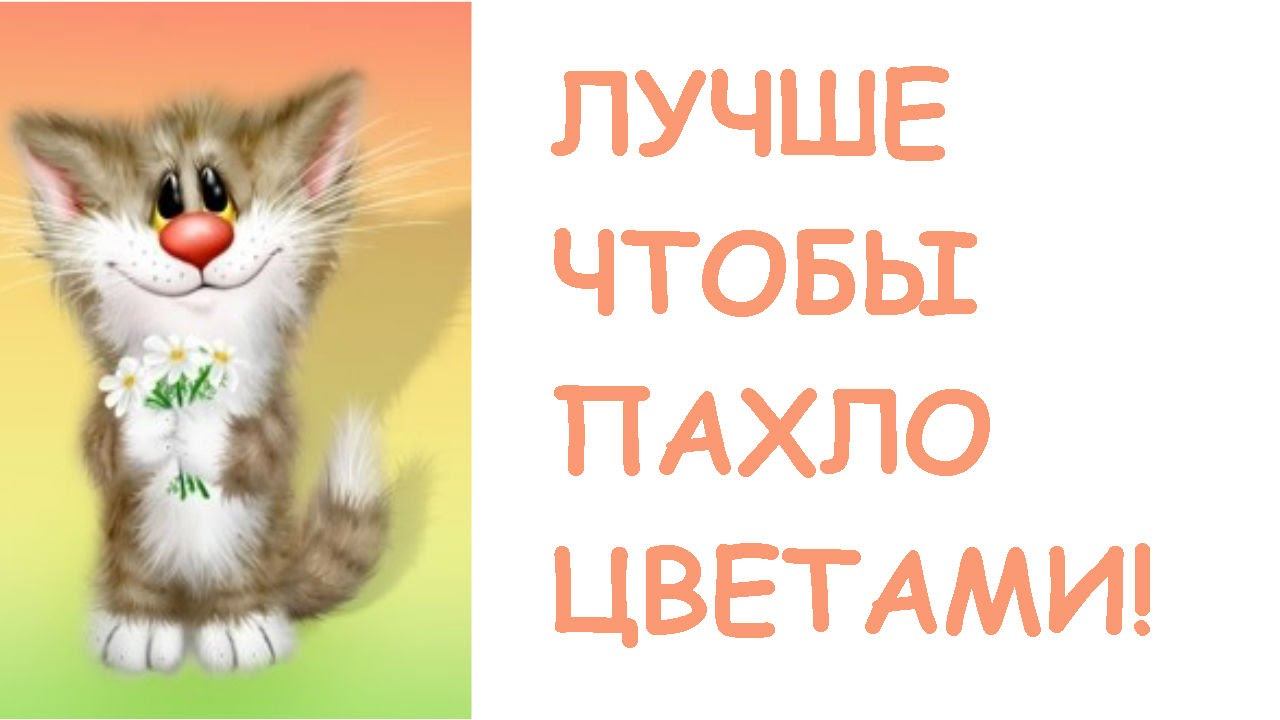 Наполнитель для кошачьего туалета