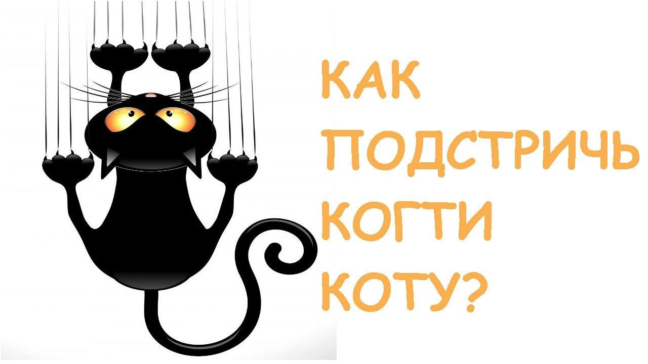 Как подстричь когти коту?