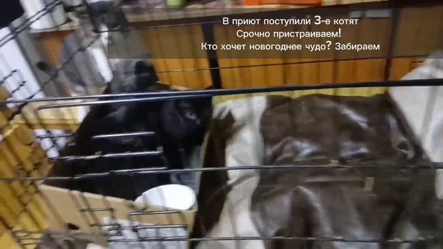 СРОЧНО СПАСАЕМ КОТЯТ КОМУ НОВОГОДНЕЕ ЧУДО?