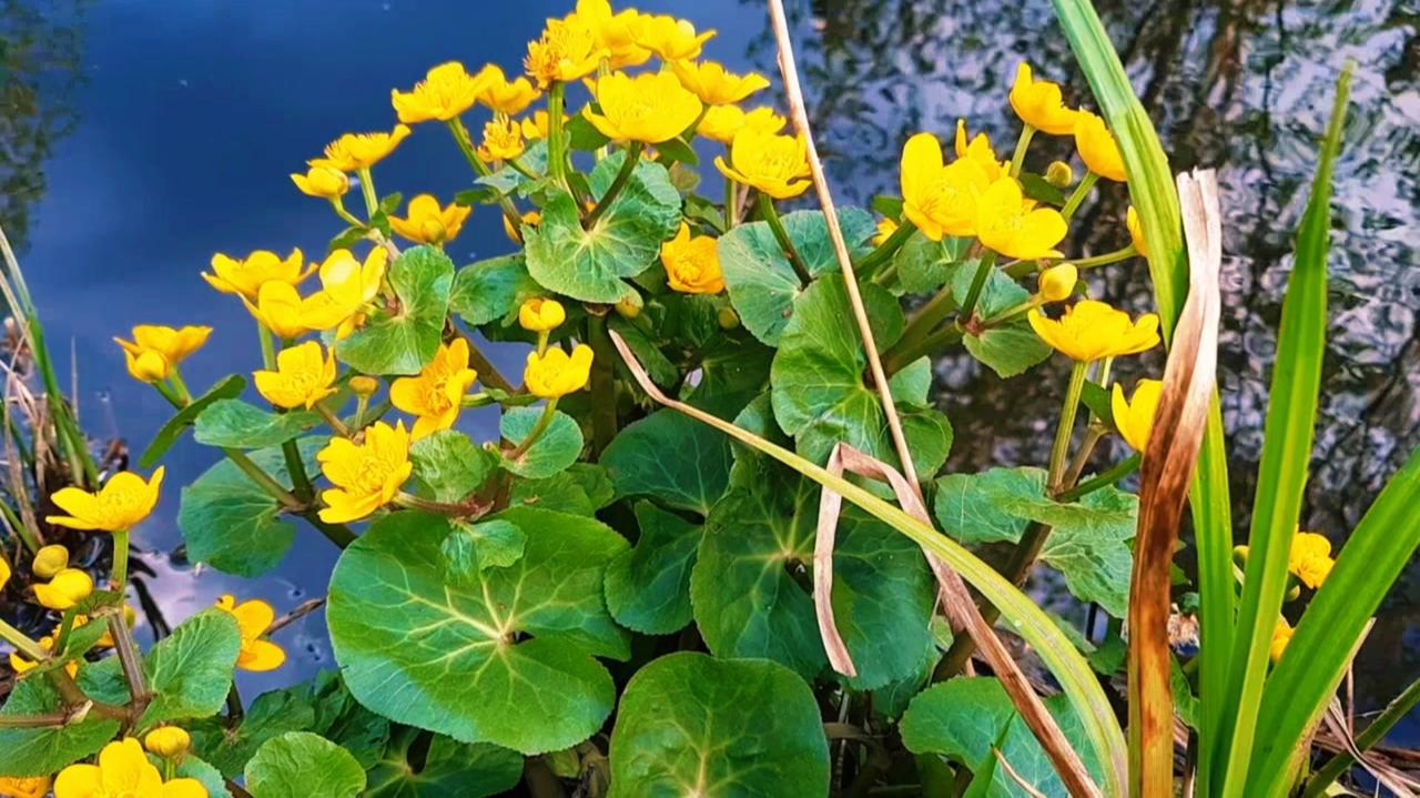 Растения Коми: Калужница болотная на берегу р.Чибью