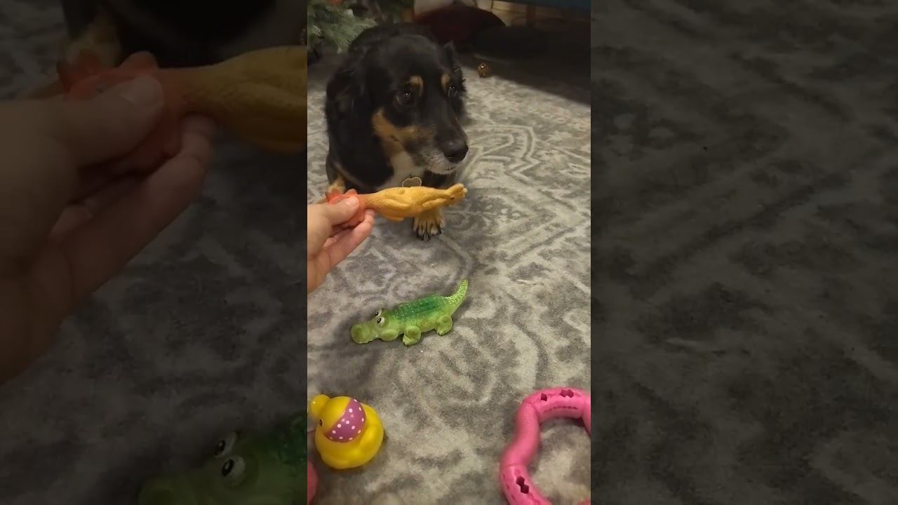 Бобик из любимых игрушек выбирал самую любимую #смешныезвери #милыесобаки #собака #веселыевидео