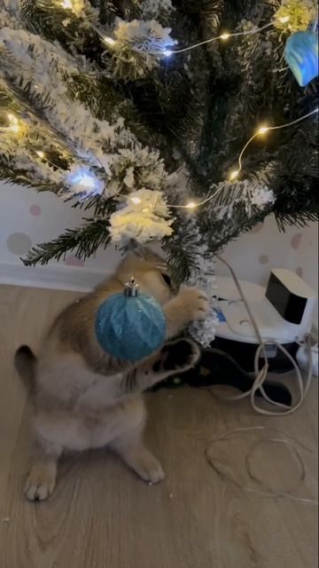 Любитель Новогодней ёлки..