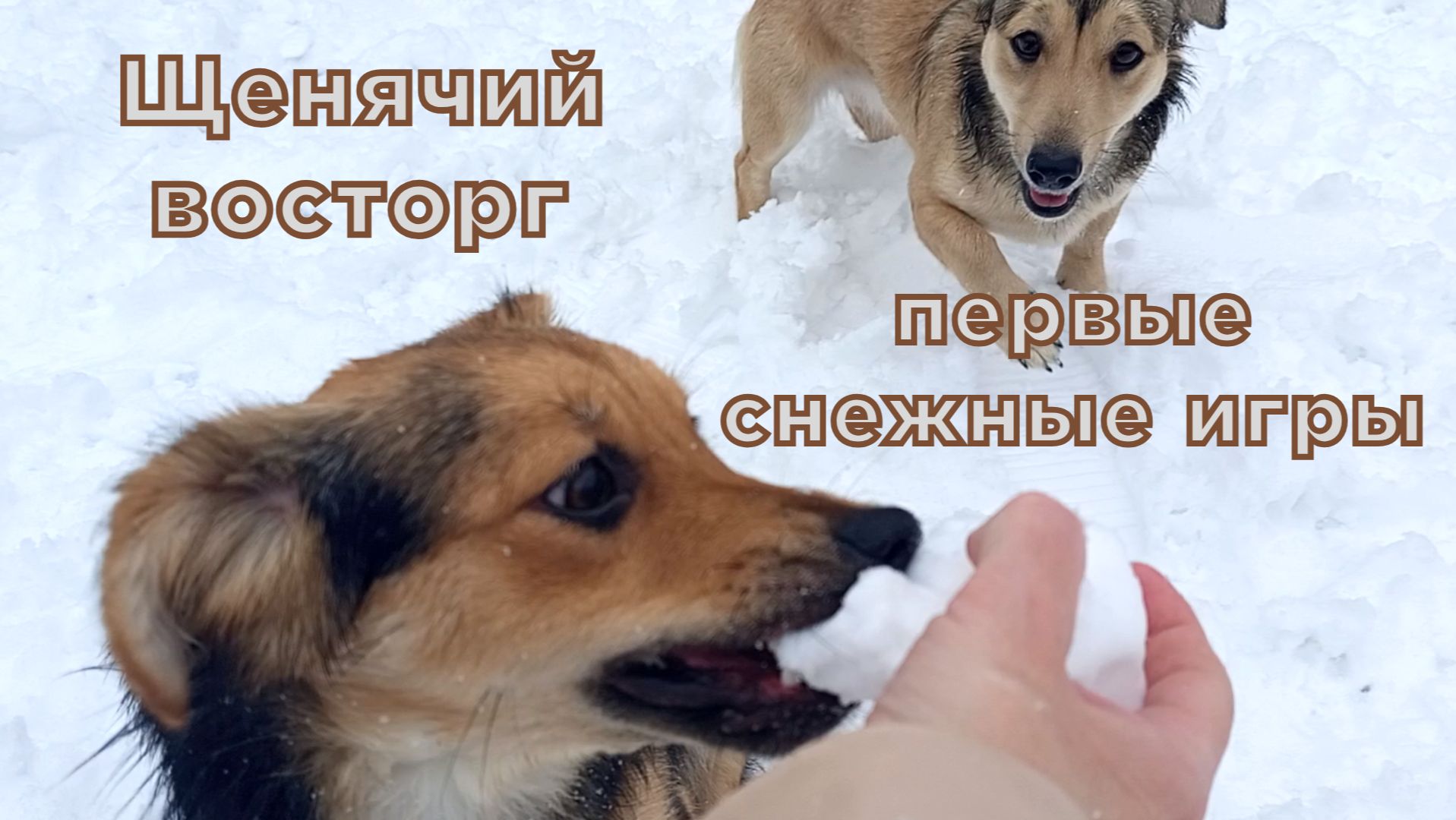 Первая зима щенков! Восторг в снегу с ребенком