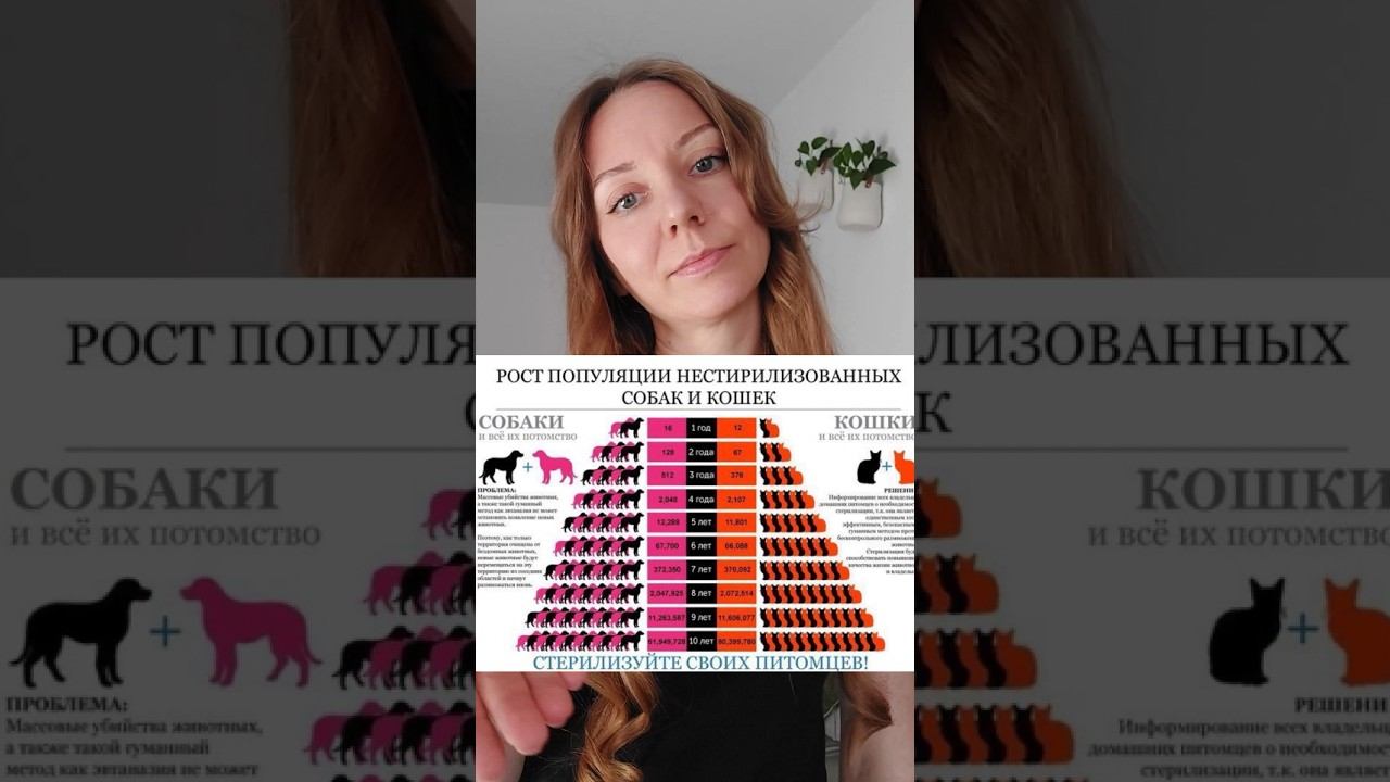Важная тема - стерилизация животных