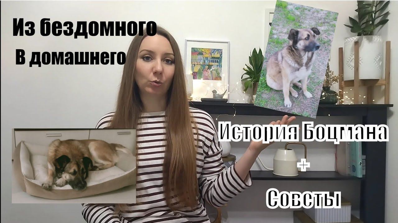 Как адаптировать бездомную собаку к дому/ История Боцмана/ Собака с улицы или из приюта