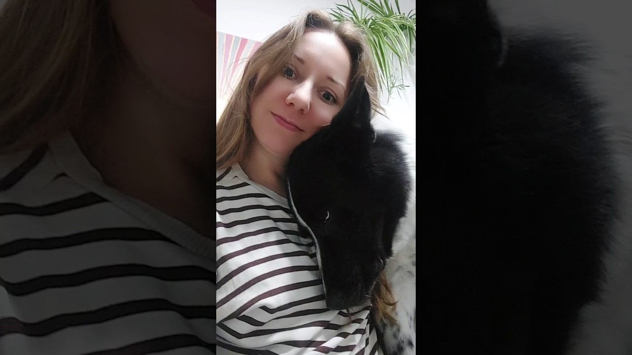 #мой Миша с возрастом становится спокойнее и больше похож на нормальную собаку #моисобаки #собака