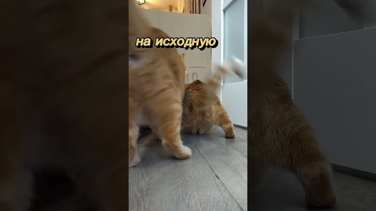 Кошачьи Олимпийские игры #веселыевидео #смешныезвери #котики #котикиприколы #спорт