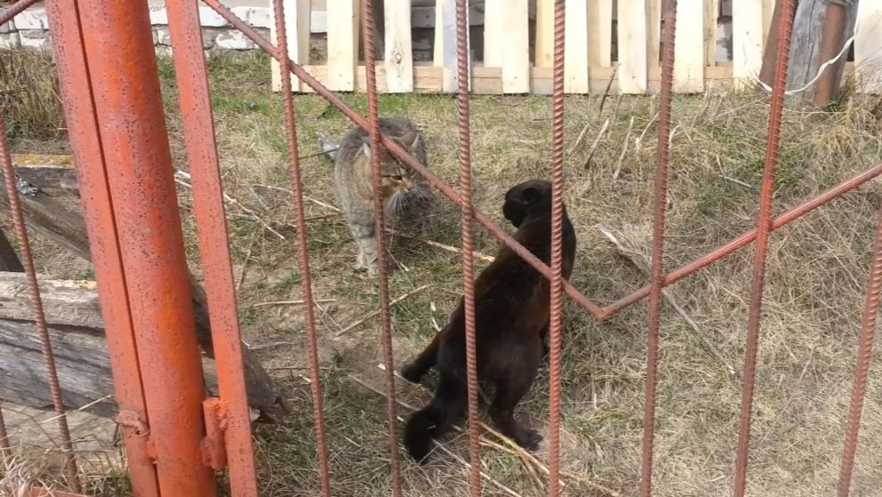 Будет драка