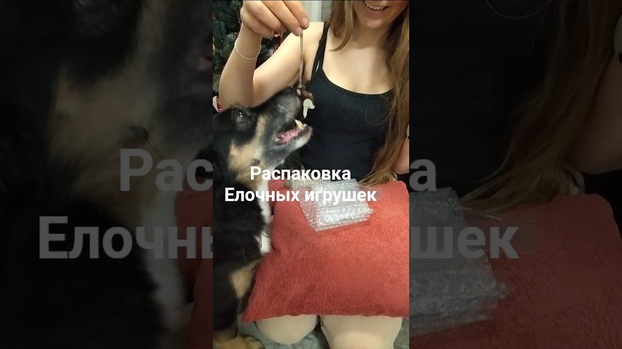 Бобик оценил игрушки