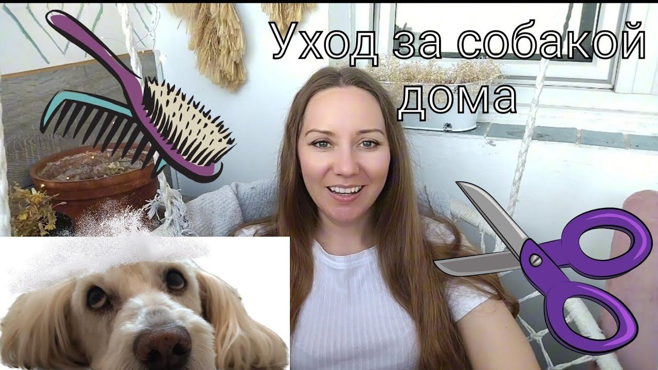Как я быстро и просто привожу в порядок собаку дома. Мытье и стрижка собаки
