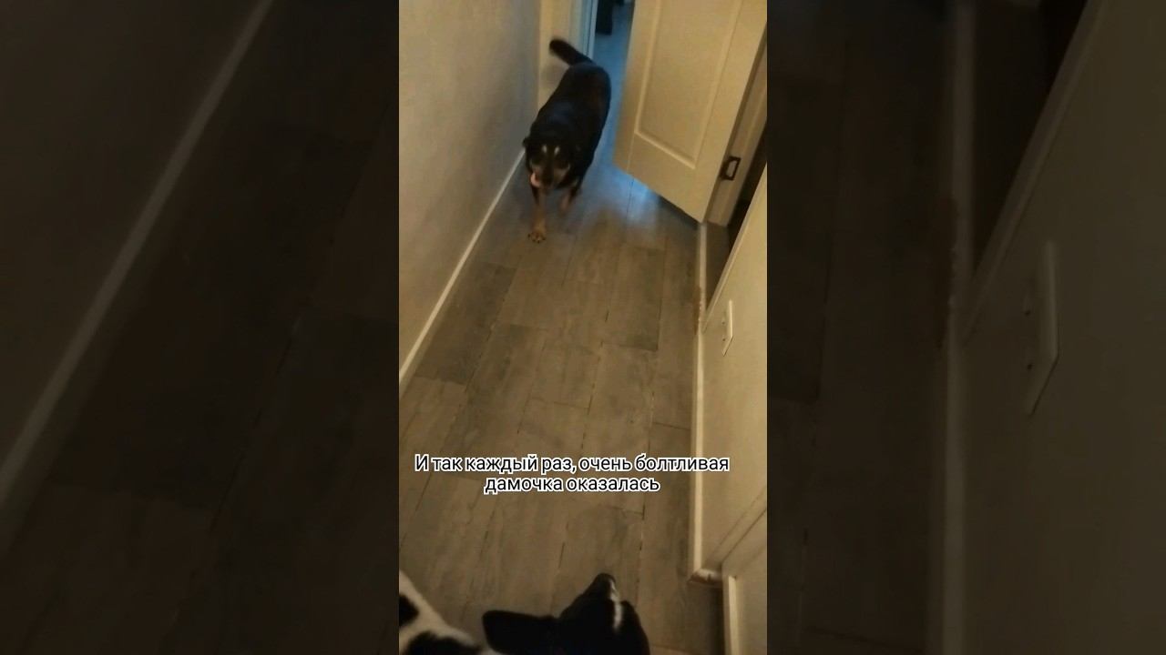 Трудности перевода, что надо этой дамочке я не понимаю #смешныезвери #Джули #веселыевидео #собака