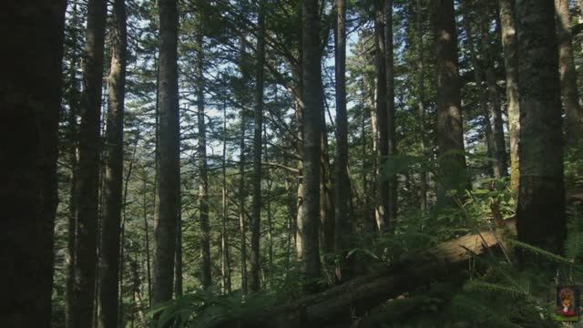 Лесоповал - Тайга, моя красавица