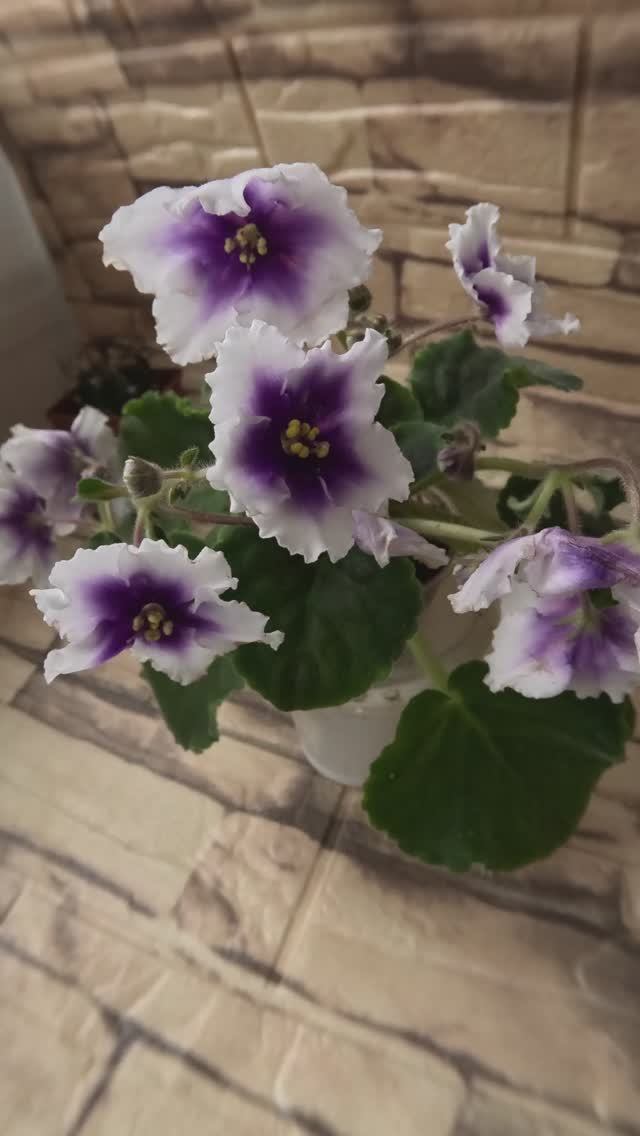 Фиалка Dn-Новий Вимiр 1 12 25г