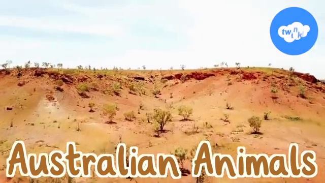 Animal habitats - Среды обитания животных