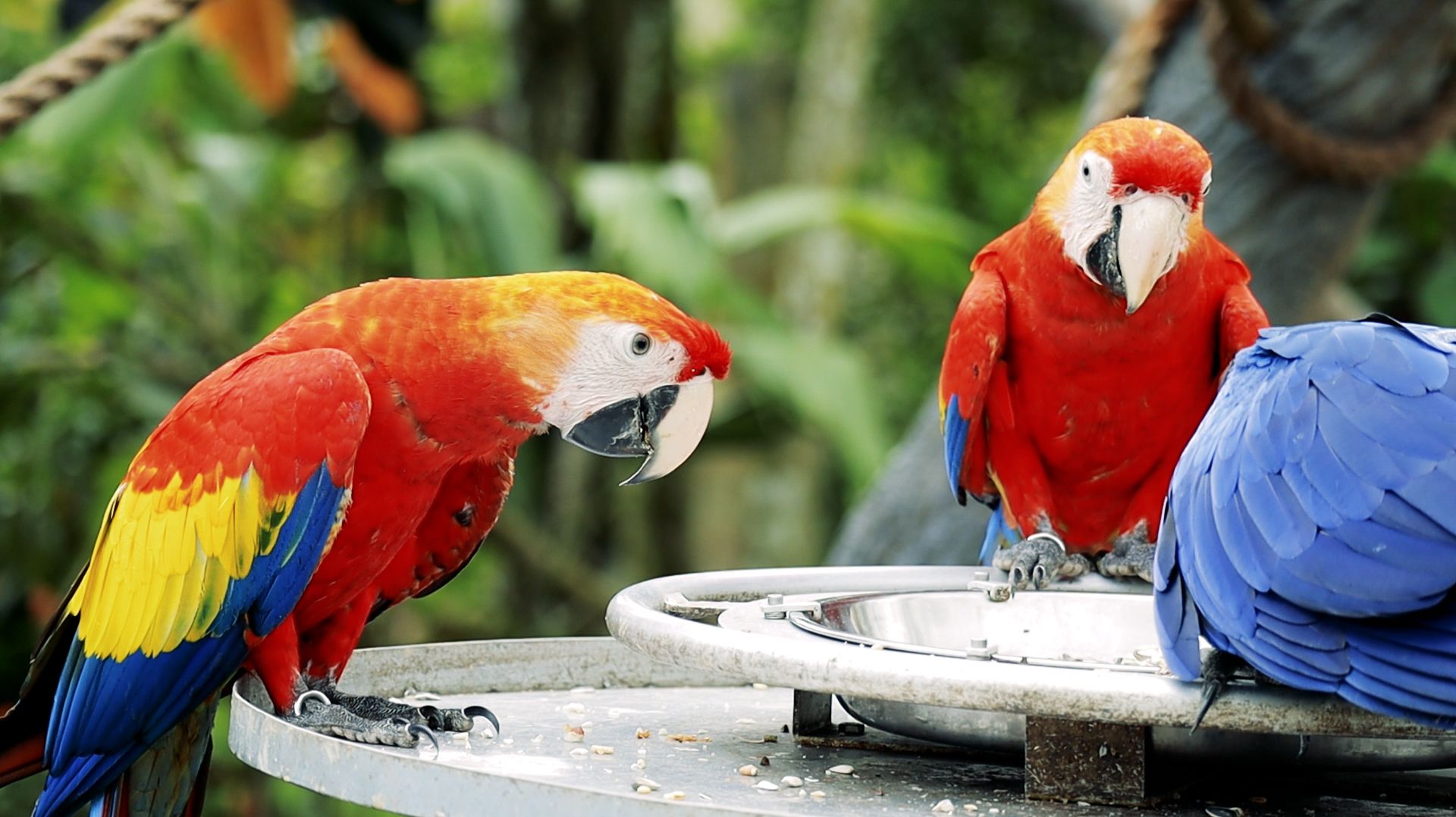 Парк Birds Paradise в Сингапуре