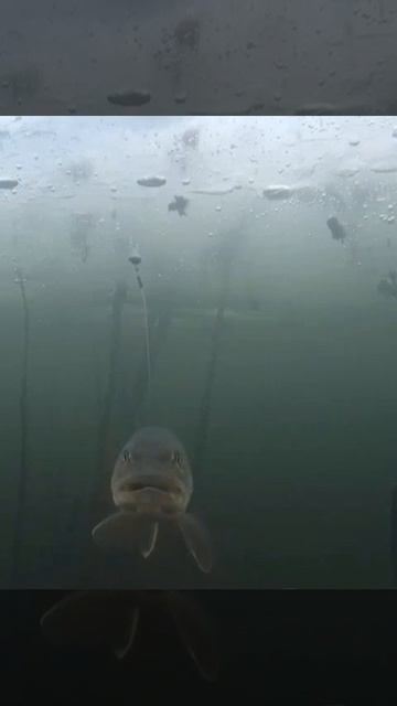 Ловушка для Щуки 🐟