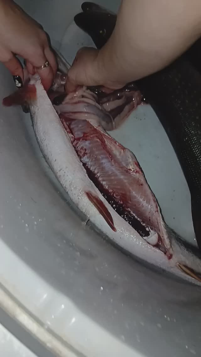 #рыбалка #поймала щуку #хороший улов #зимняя рыбалка #еда #икра щуки #икромет #поймать щуку #зимняя