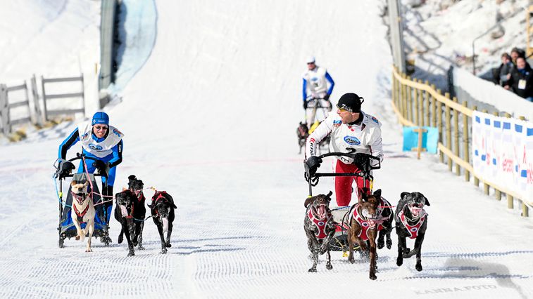 Массовый старт в ездовом спорте. История и современность.