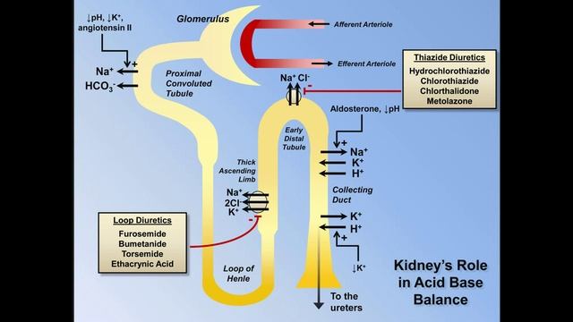 10_Metabolic Alkalosis (Understanding ABGs - Lecture 10)