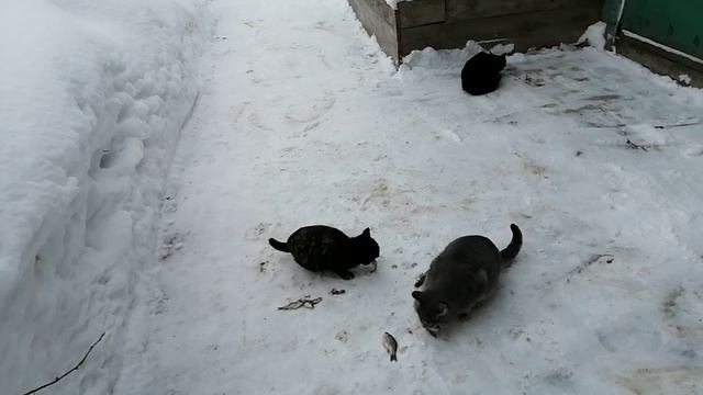 Кормлю карасями котят