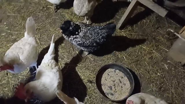 Домашний влог Супер вафельница из Фикс прайс