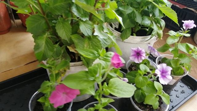 В конце марта зацвели георгины и другие цветы