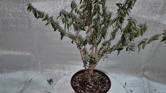 Мирт обыкновенный. НОВЫЕ