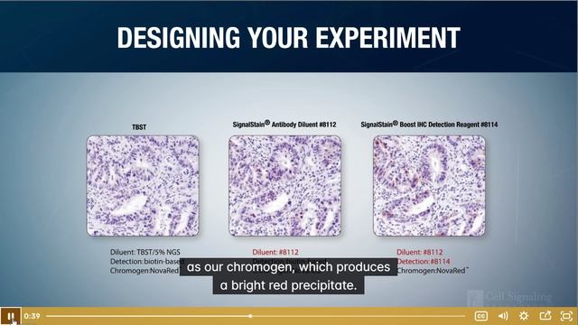 Как поставить ИГХ окраску в вашей лаборатории шаг 4 ИГХ