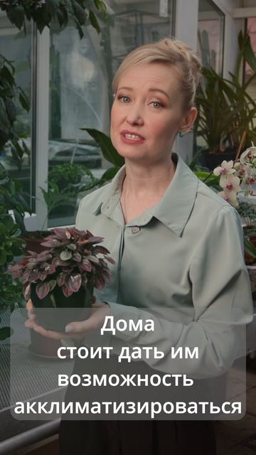 Можно ли покупать комнатные растения зимой?