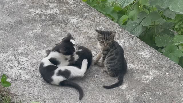 ✨ Милая семья пушистиков  ❤️🐈 ✨