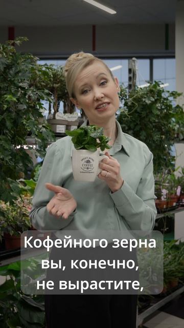 Какая кружка кофе сможет продержаться на вашем подоконнике не один сезон?