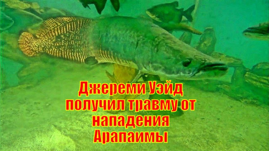 Джереми Уэйд получил травму от нападения Арапаимы