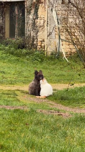 Деревенские друзья