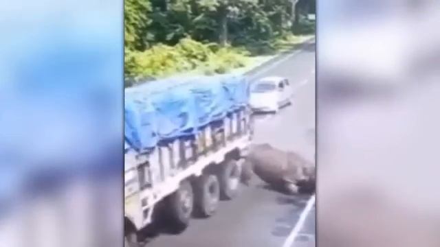 Безумные Случаи с Животными