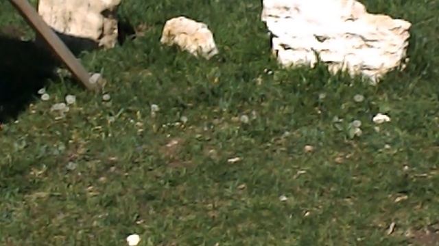 DSCN1482Лагонаки сад камней 2018