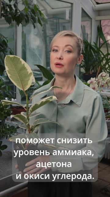 Какие сверхспособности есть у комнатных растений?