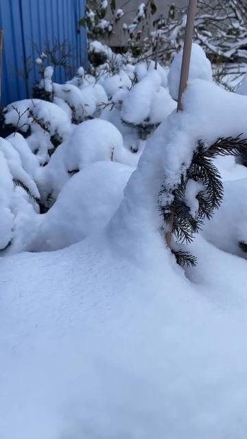 Спят мои елочки