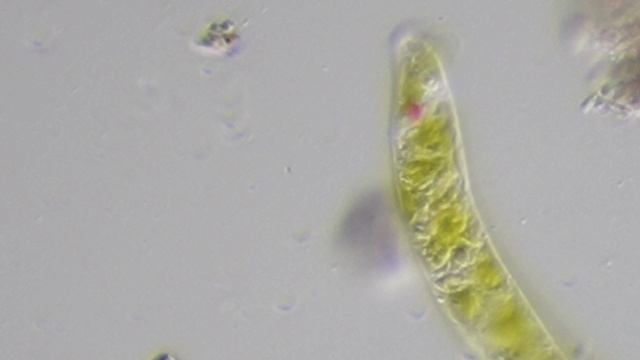 Euglena dises