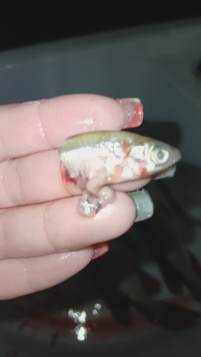 #рыбалка #поймала щуку #хороший улов #зимняя рыбалка #еда #икра щуки #икромет #поймать щуку #зимняя