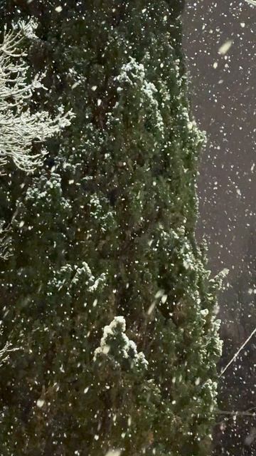 Снег идет в Ялте 29 декабря 2025