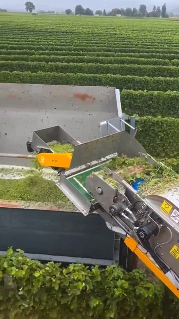 Машинная уборка винограда