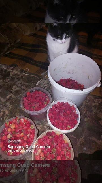 Грибы разные, ягоды болотные.