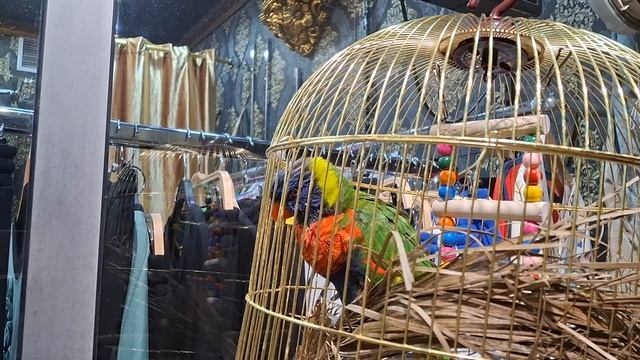 Попугай- продавец. Арабские Эмираты , Шарджа. Как попугай в магазине посетителей привлекает