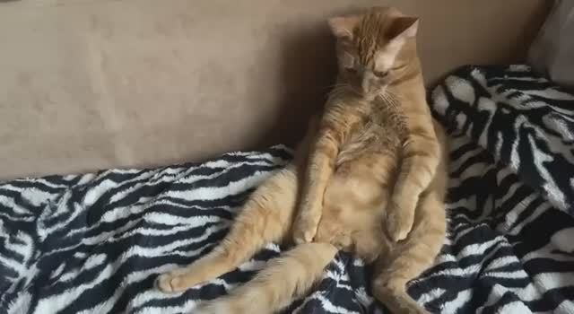 Рыжик умывается