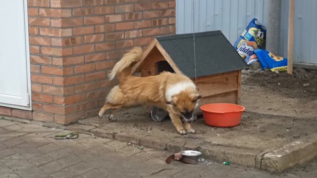 Базовая растяжка от пёселя ...и кошка