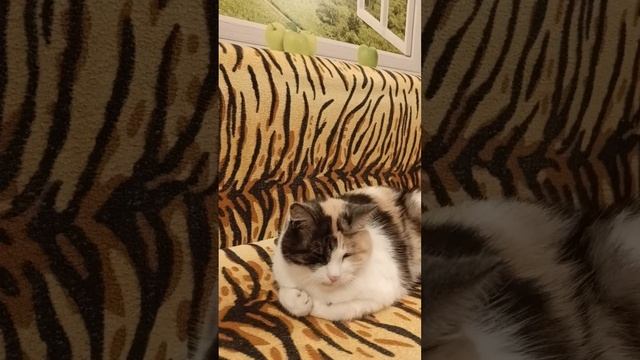 Рассказ - "Теория хаоса, или как коты человеков подружили"