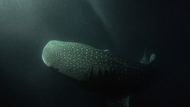 Мальдивы Китовая