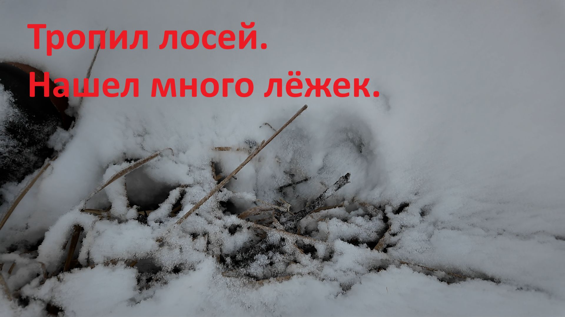 Тропил лосей. Нашел много лёжек. Трава мешает читать след.